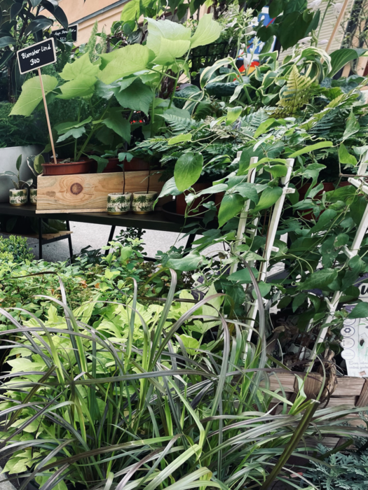 SOFO Garden - kontakta oss